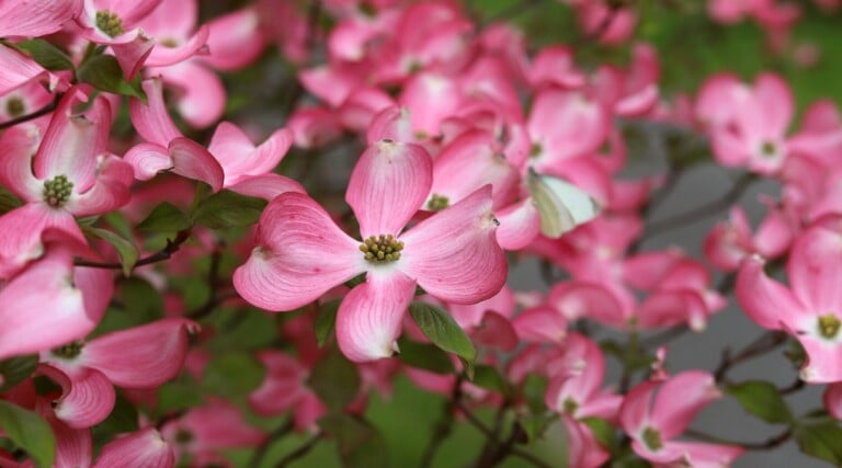 21 Best Trees For Pots and Containers