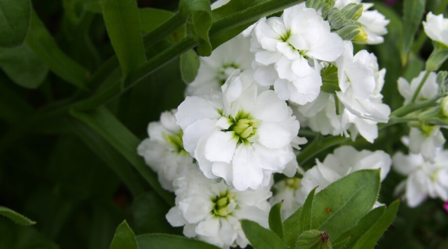 How to Plant, Grow, and Care for Stock Flowers