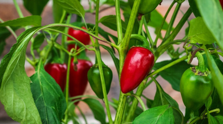 Start These 11 Seeds Indoors Now for a Thriving Spring Garden
