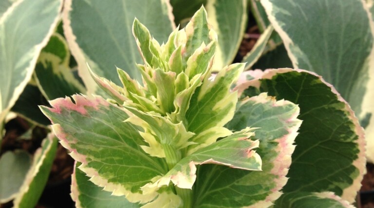 31 Garden Perennials With Colorful Foliage