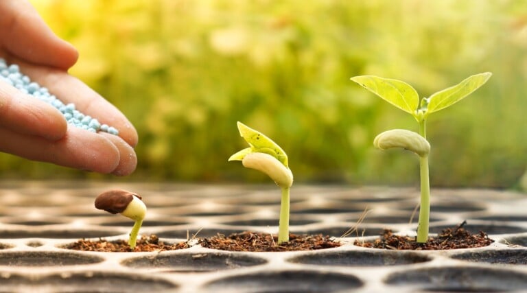 7 Seedling Myths to Stop Believing