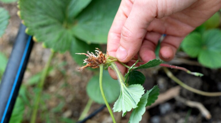 How to Plant, Grow, and Care for Pineberries