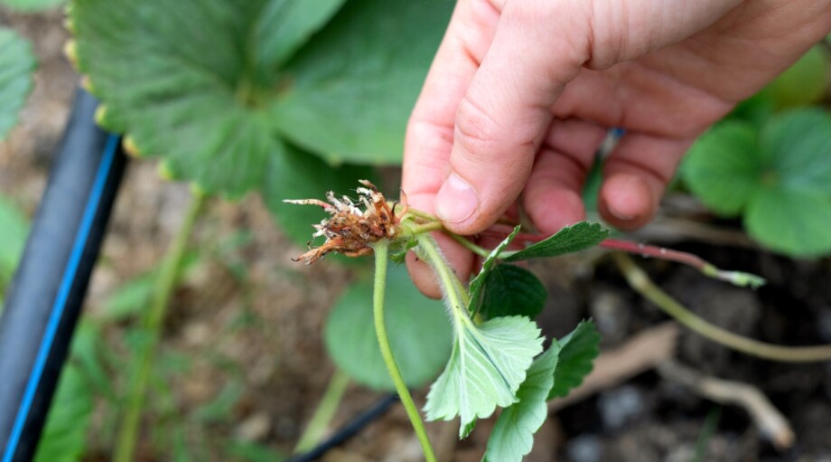 How to Plant, Grow, and Care for Pineberries