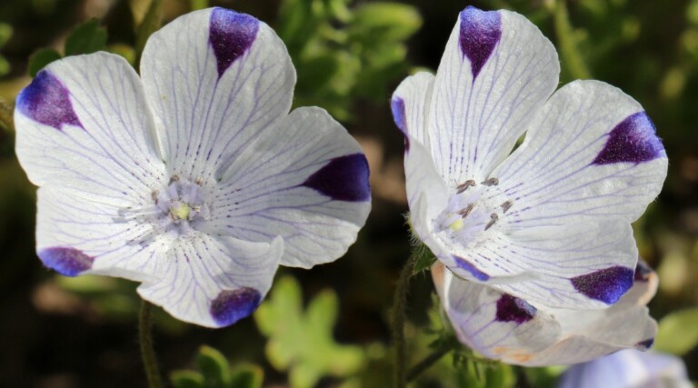 27 Native Wildflowers for California Gardens