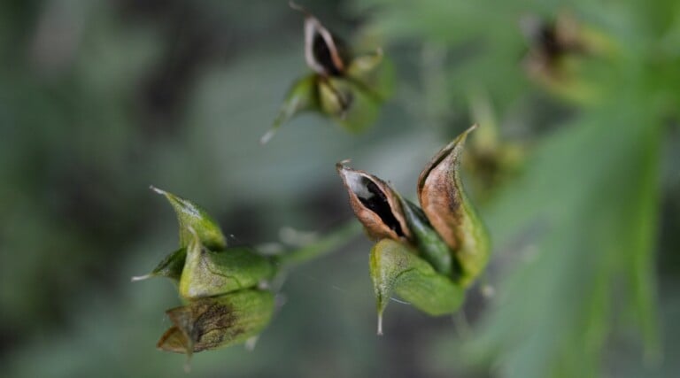 19 Plants with Ornamental Seed Pods