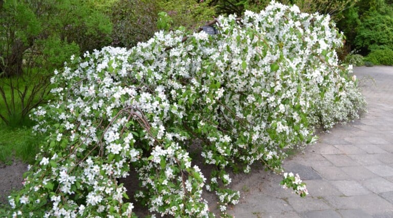 21 Beautiful Flowering Crabapple Trees for Your Garden
