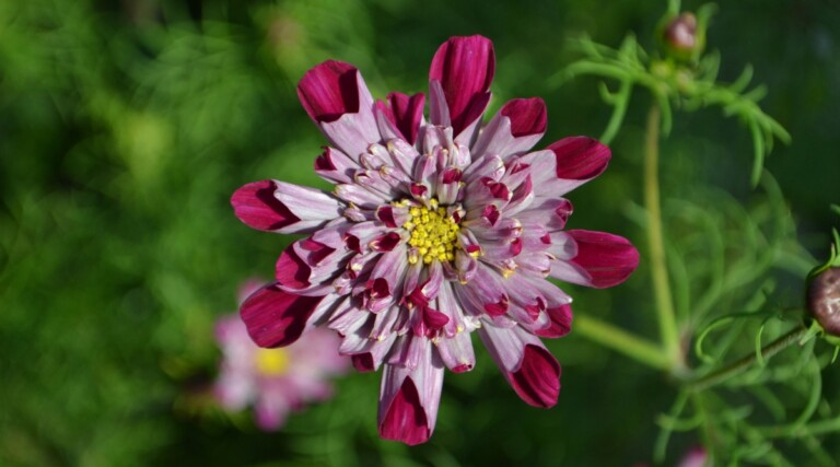 How to Grow Cosmos From Seed