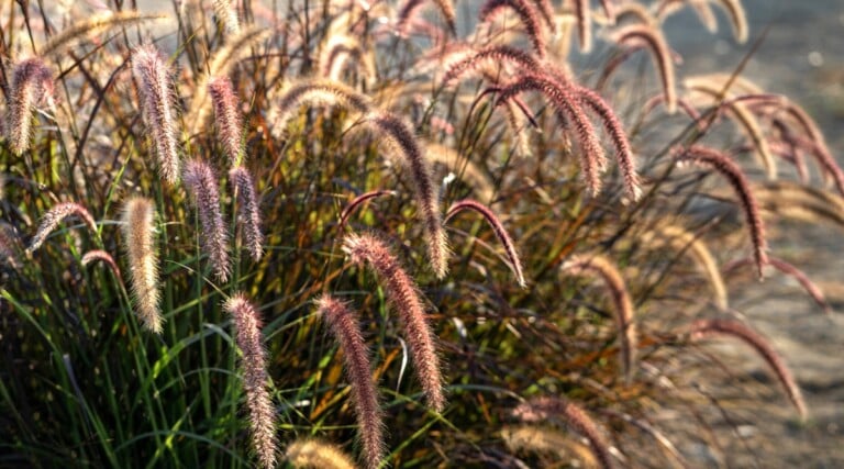 Avoid Planting These 11 Invasive Ornamental Grasses