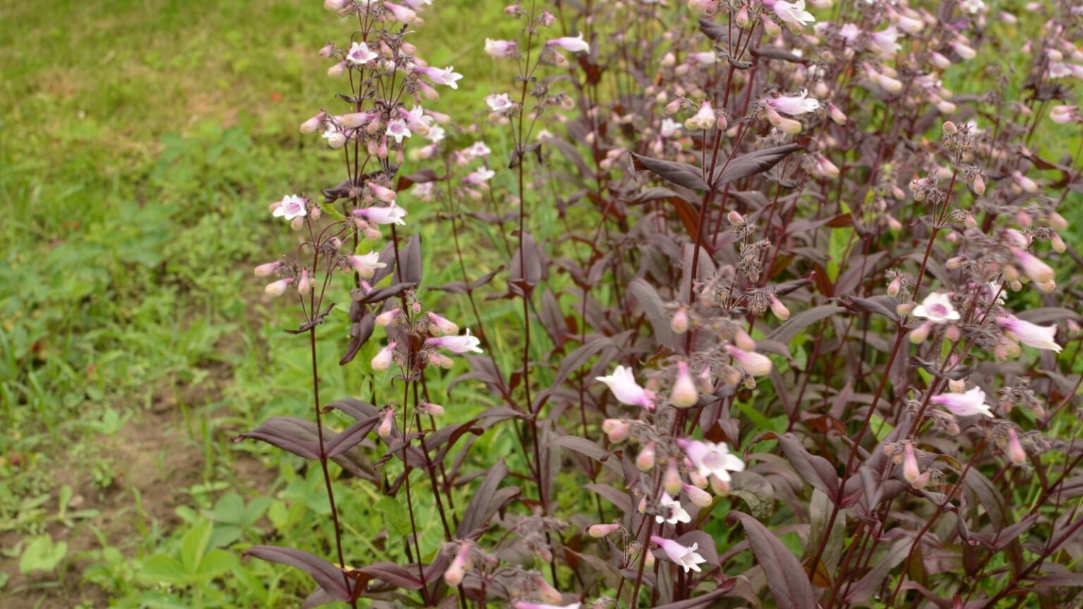 How to Plant, Grow, and Care For Foxglove Beardtongue