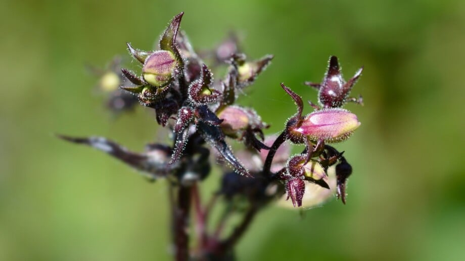 How to Plant, Grow, and Care For Foxglove Beardtongue