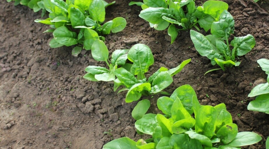 21 Best Vegetables For Gardeners With a Short Growing Season