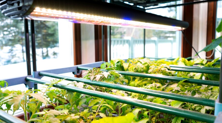 How to Use Grow Lights for Seed Starting