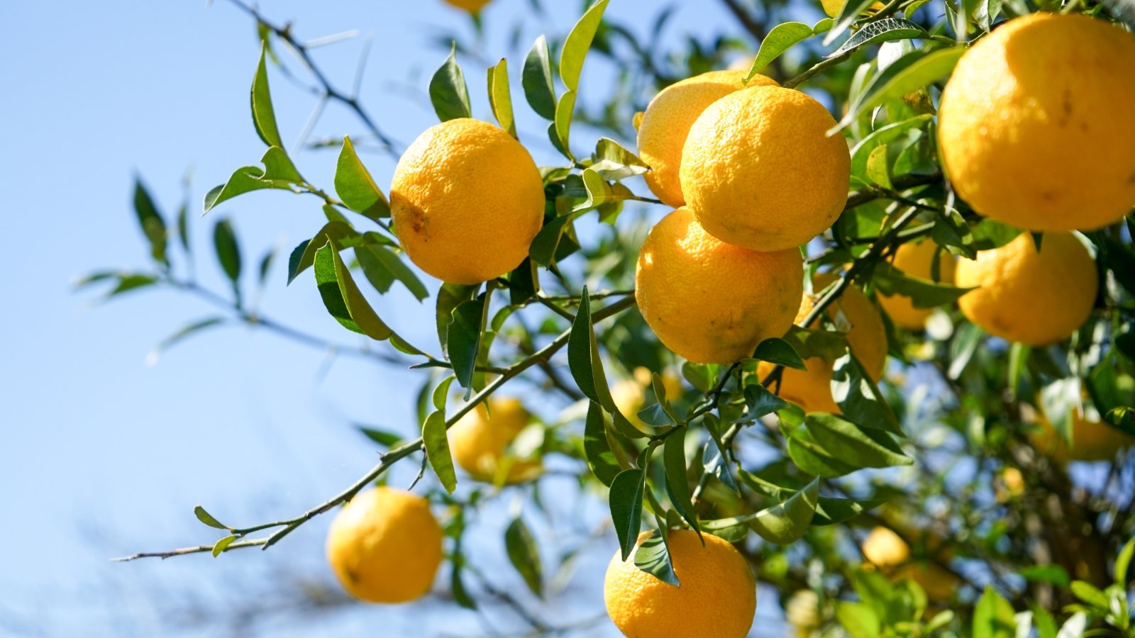How to Plant, Grow, and Care for Yuzu