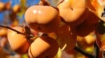 19 Best Persimmon Varieties for Your Garden