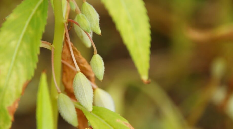 19 Plants with Ornamental Seed Pods