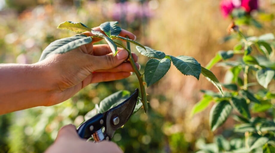 A Guide to Propagating Plants Using Stem Cuttings