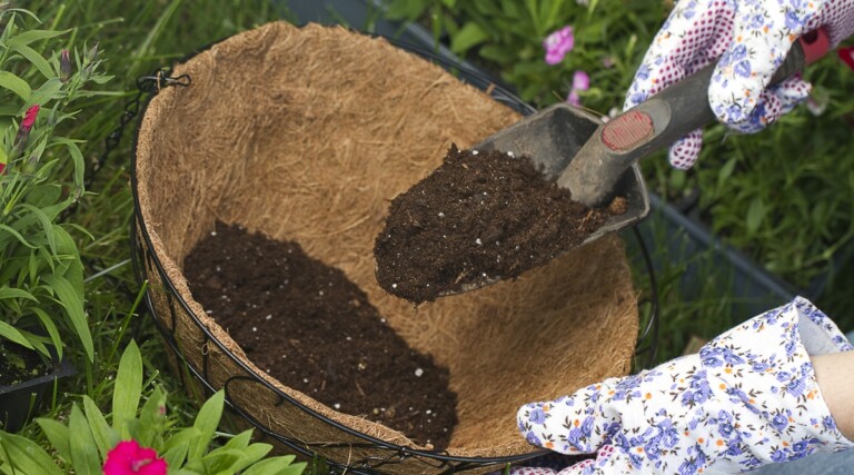 How to Grow Your Own Hanging Baskets from Seed