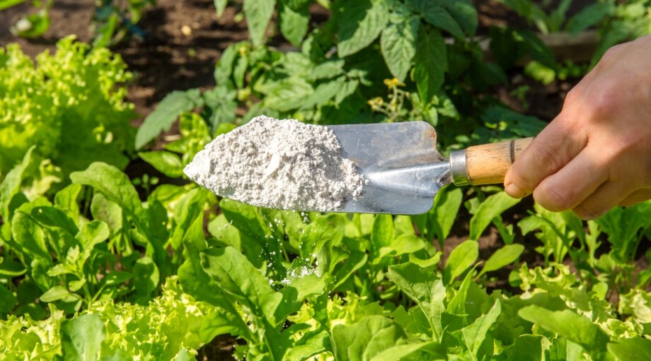 Kaolin Clay in the Garden: Natural Pest Control