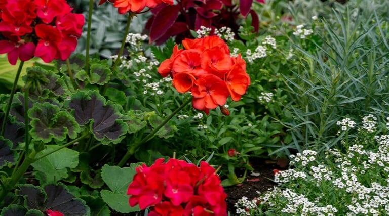 19 Annual Flower Bed Combinations that Look Great Together