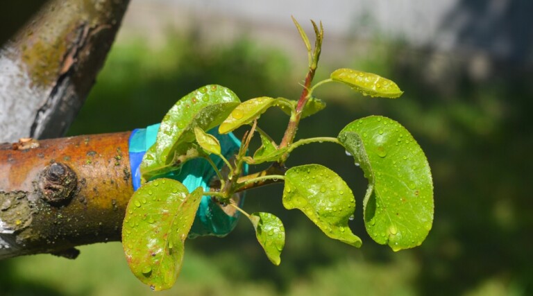 A Guide to Propagating Plants Using Stem Cuttings