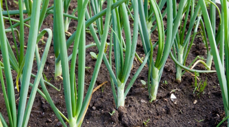 21 Best Vegetables For Gardeners With a Short Growing Season
