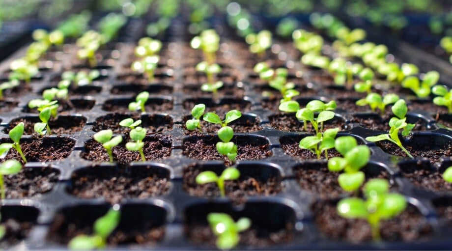 How to Grow your Own Salad Garden