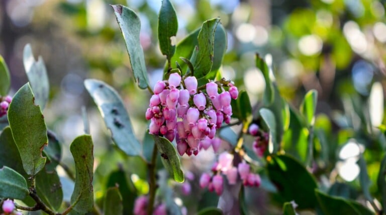 How to Plant, Grow, and Care for Manzanita
