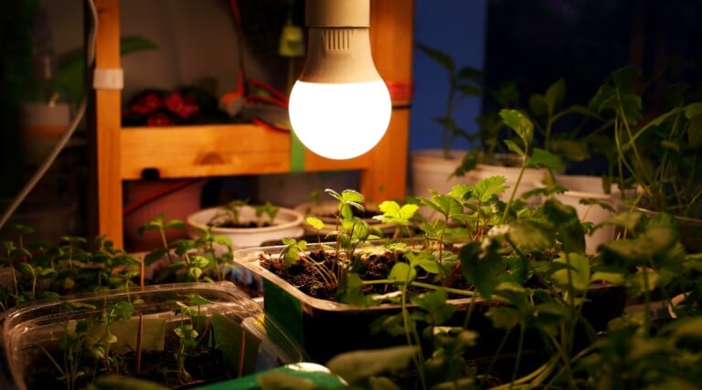 How to Use Grow Lights for Seed Starting
