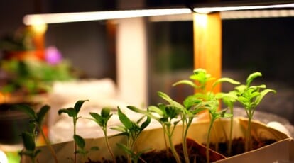 How to Use Grow Lights for Seed Starting