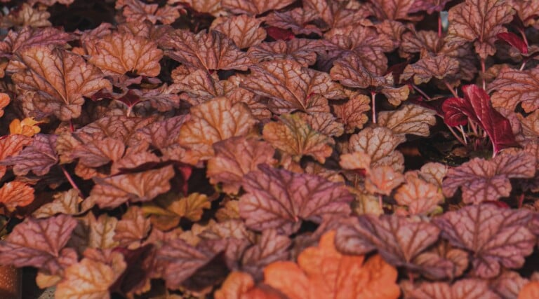 15 Peach Perennial Flowers for Your Garden