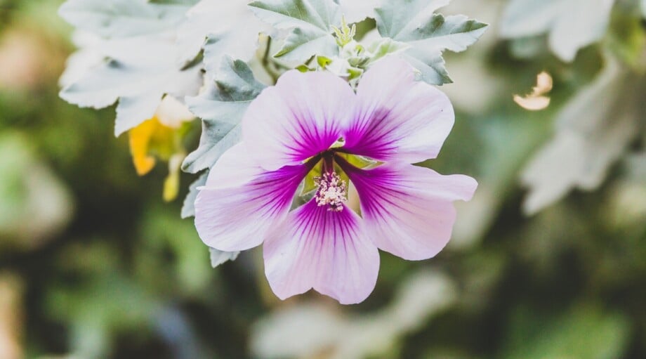17 Gorgeous Varieties of Rose of Sharon for Your Garden