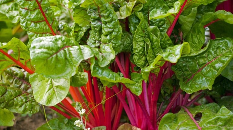 21 Best Vegetables For Gardeners With a Short Growing Season