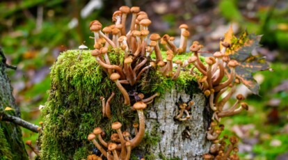 Honey Fungus: Identification and Management