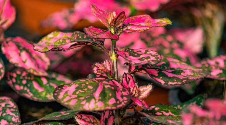 How to Plant, Grow, and Care for Polka Dot Plants