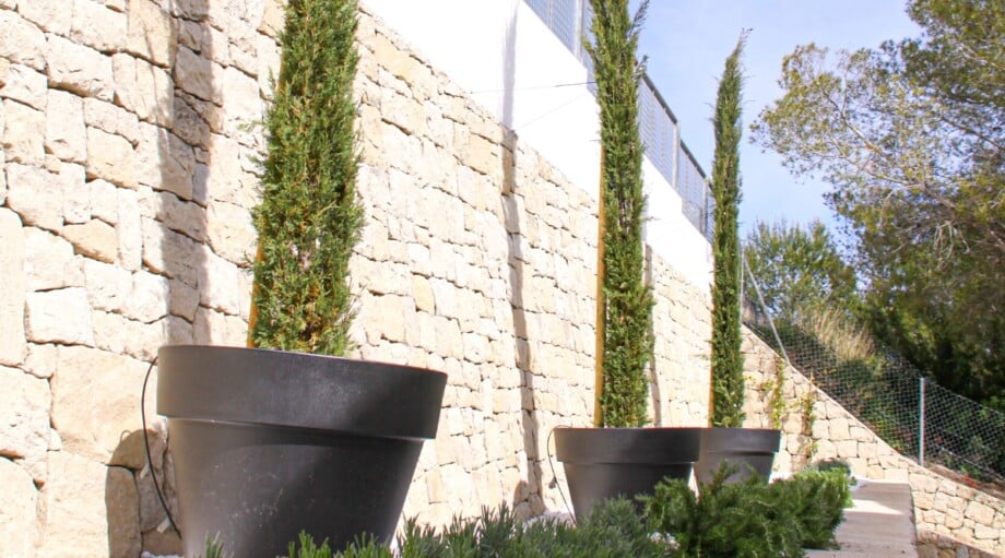 21 Best Trees For Pots and Containers