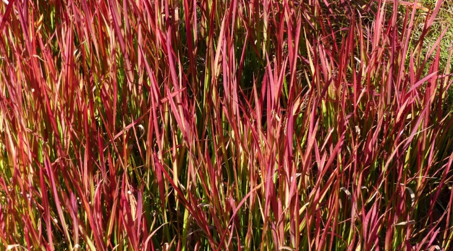 31 Garden Perennials With Colorful Foliage