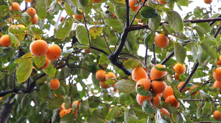 19 Best Persimmon Varieties for Your Garden