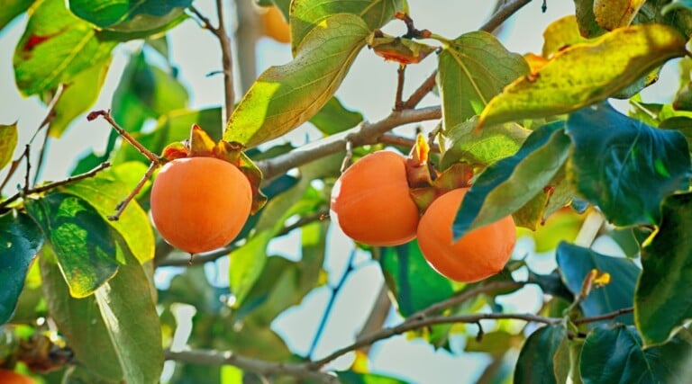 19 Best Persimmon Varieties for Your Garden