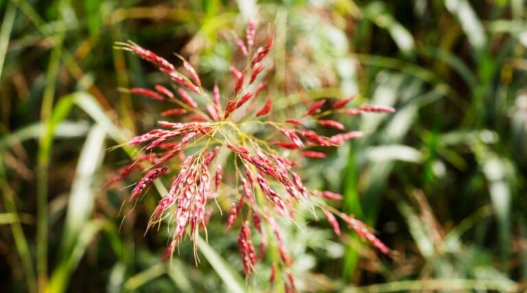 Avoid Planting These 11 Invasive Ornamental Grasses
