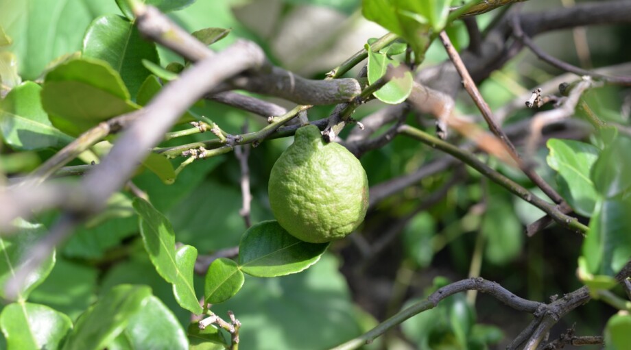 17 Citrus Trees Perfect for Growing in Indoor Containers