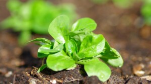 How to Grow your Own Salad Garden