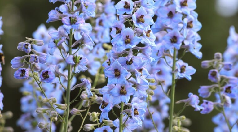59 Types of Blue Flowers With Names and Pictures