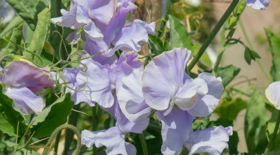 29 Sweet Pea Flower Vines for Your Garden