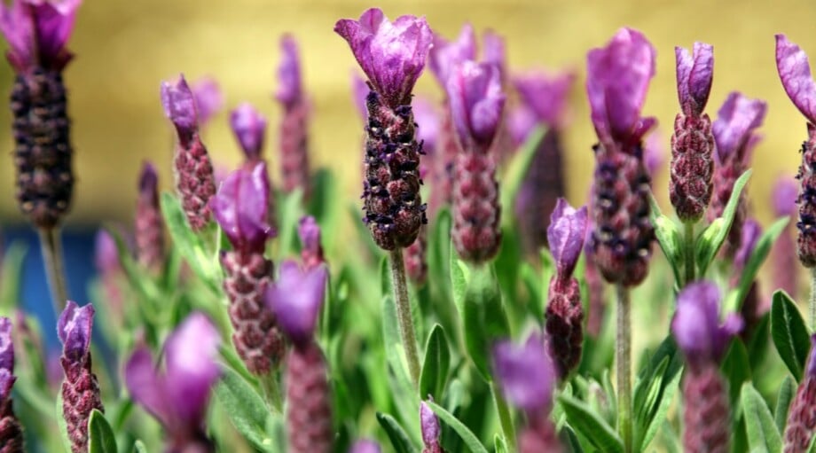 25 Plants For Spanish-Style Home Gardens