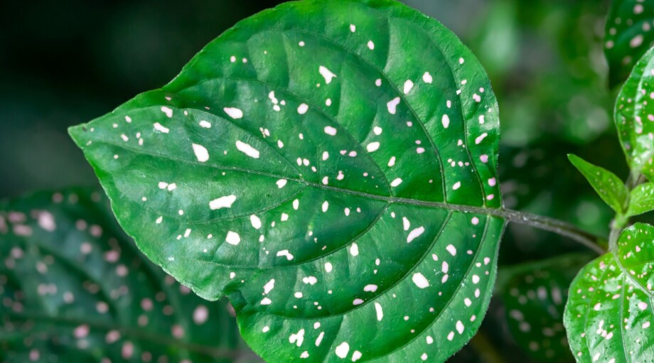 How to Plant, Grow, and Care for Polka Dot Plants