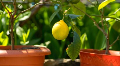 21 Best Trees For Pots and Containers
