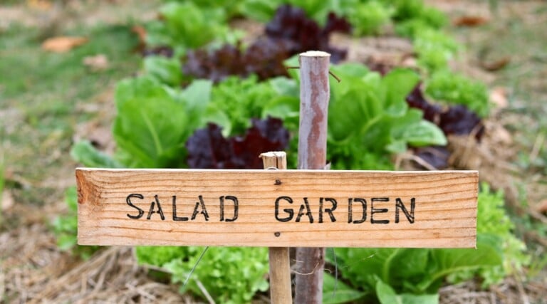 How to Start a Veggie Garden at Home