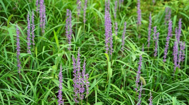 Avoid Planting These 11 Invasive Ornamental Grasses