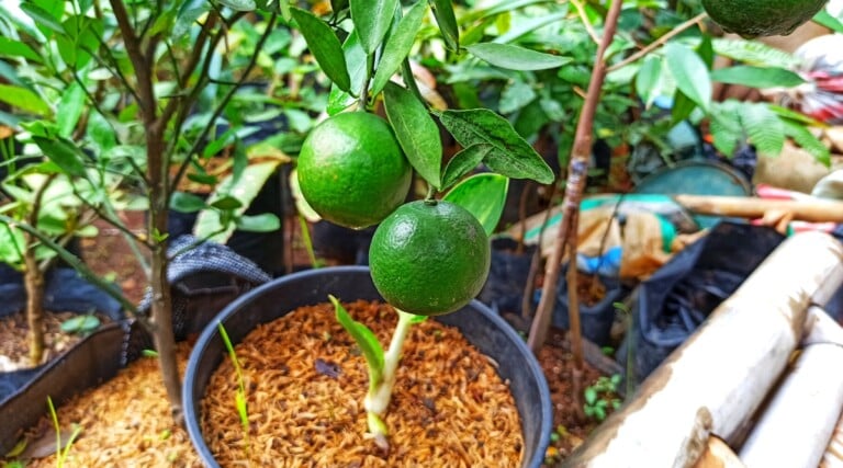 21 Best Trees For Pots and Containers