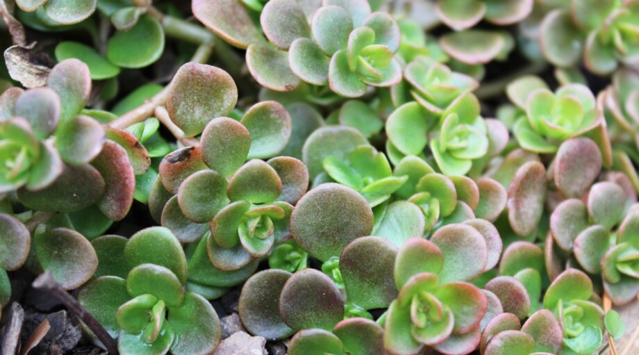 13 Best Stonecrop Varieties for Your Rock Garden
